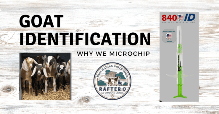 Goat Identification: Why We Microchip • Rafter O at Cordova Creek