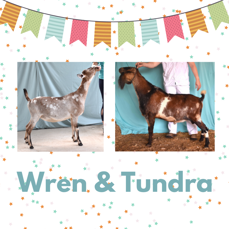 2023 Wren x Tundra | Rafter O at Cordova Creek