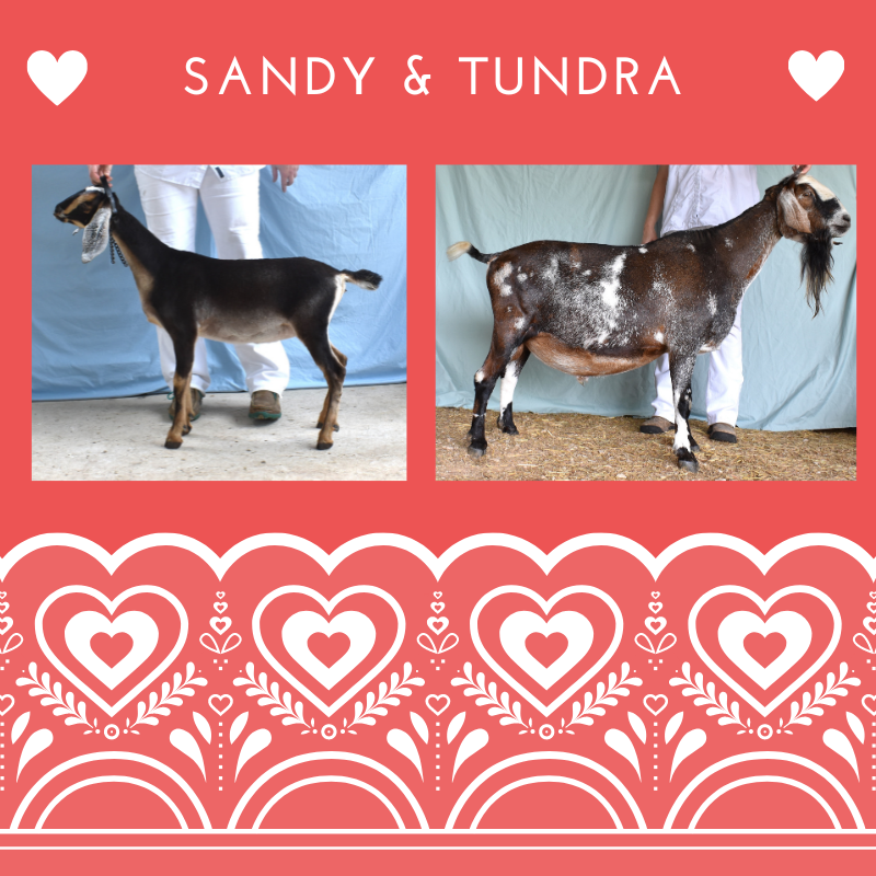 2024 Sandy x Tundra | Rafter O at Cordova Creek