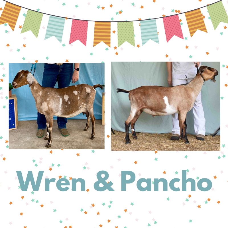 2024 Wren x Pancho | Rafter O at Cordova Creek